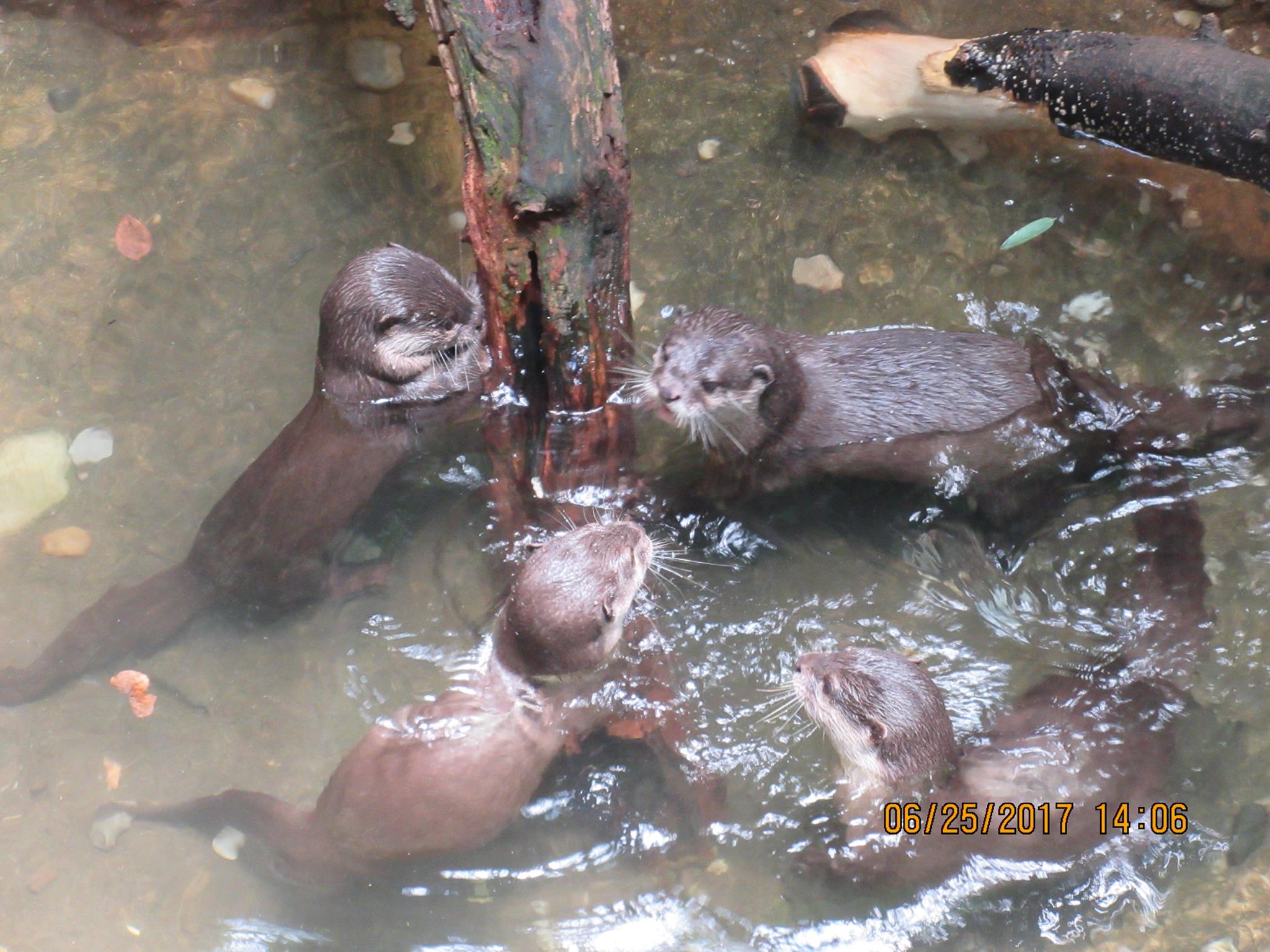 The Zoo Weekend in Pictures | Legends of Windemere