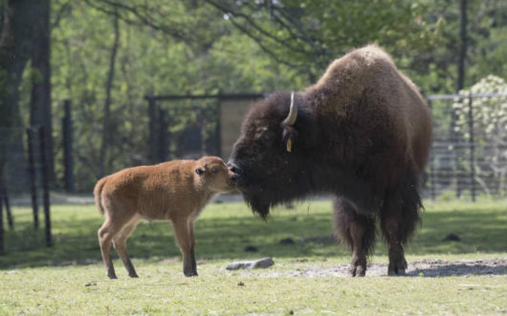 Zoo Day | Legends of Windemere