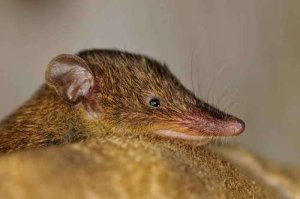 Tenrecs! | Legends of Windemere