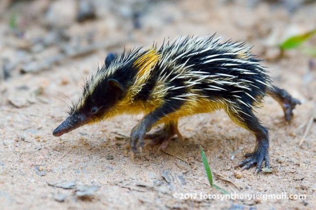 Tenrecs! | Legends of Windemere