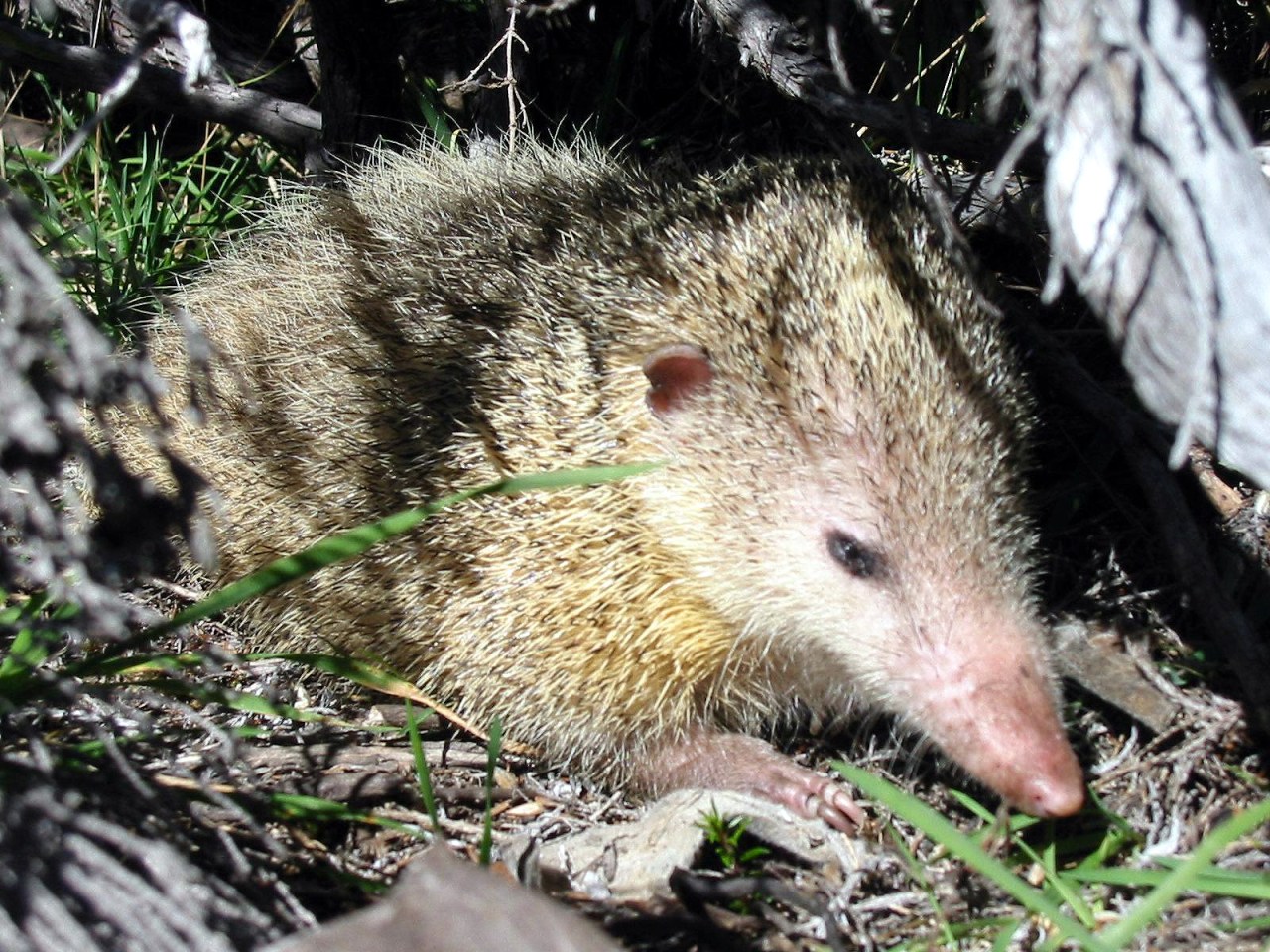 Tenrecs! | Legends of Windemere
