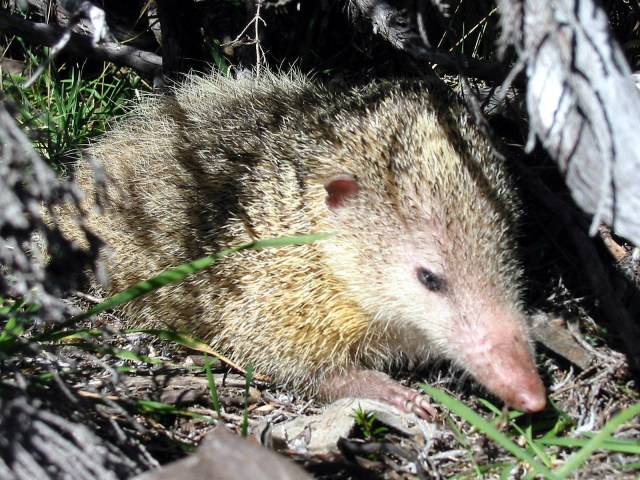 Tenrecs! | Legends of Windemere