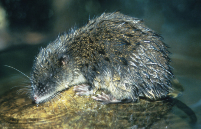 Tenrecs! | Legends of Windemere