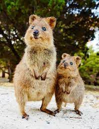 The World’s Happiest Animal: The Quokka | Legends of Windemere