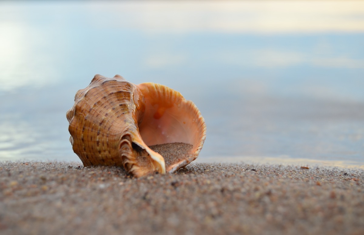 Happy National Seashell Day! (Great Reason to Hit the Beach with a Book ...