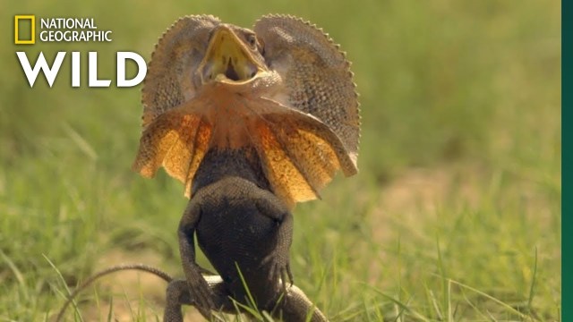 Strange and Silly Lizards | Legends of Windemere