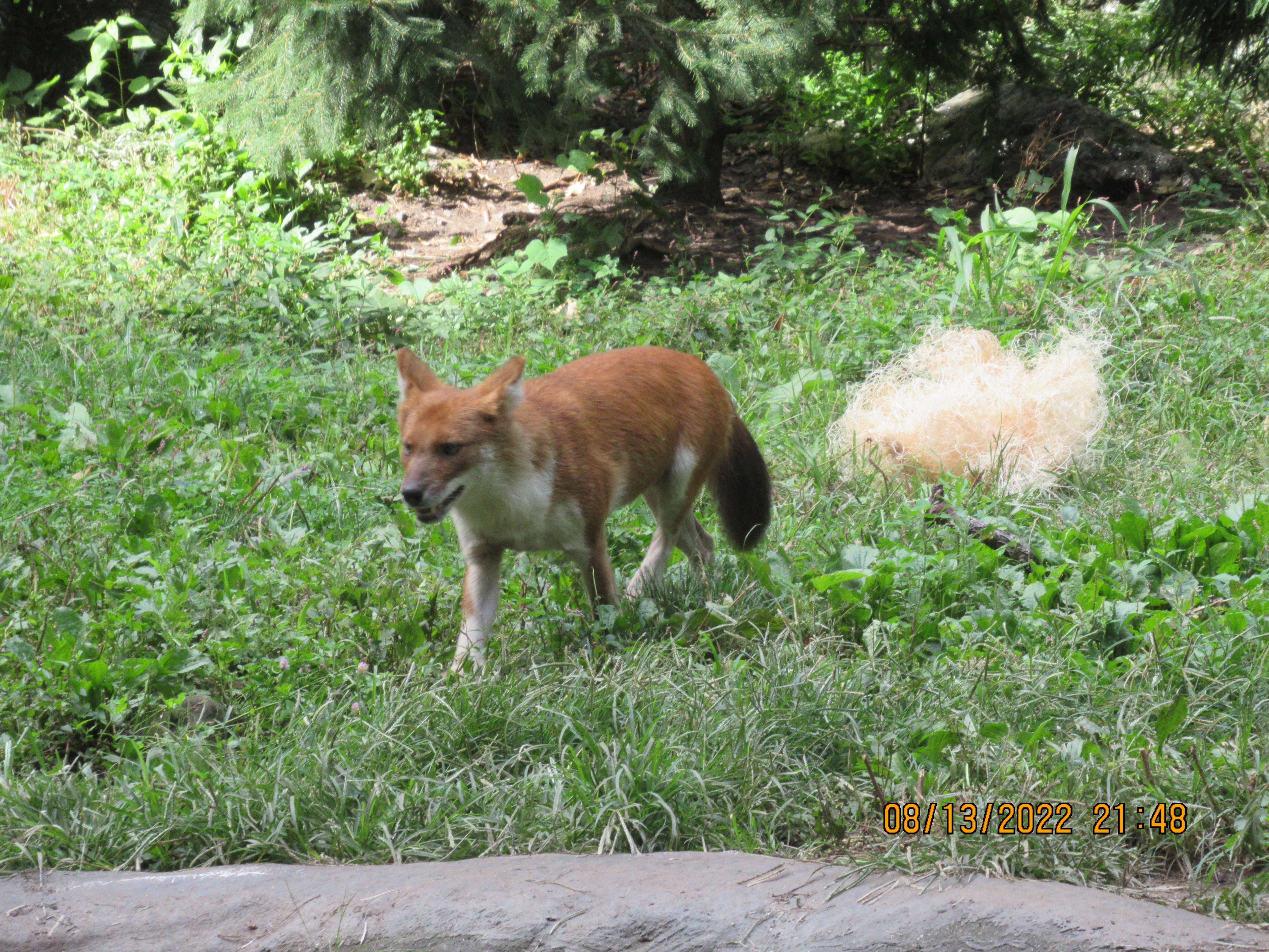 The Dhole: Endangered Asiatic Wild Dog | Legends of Windemere