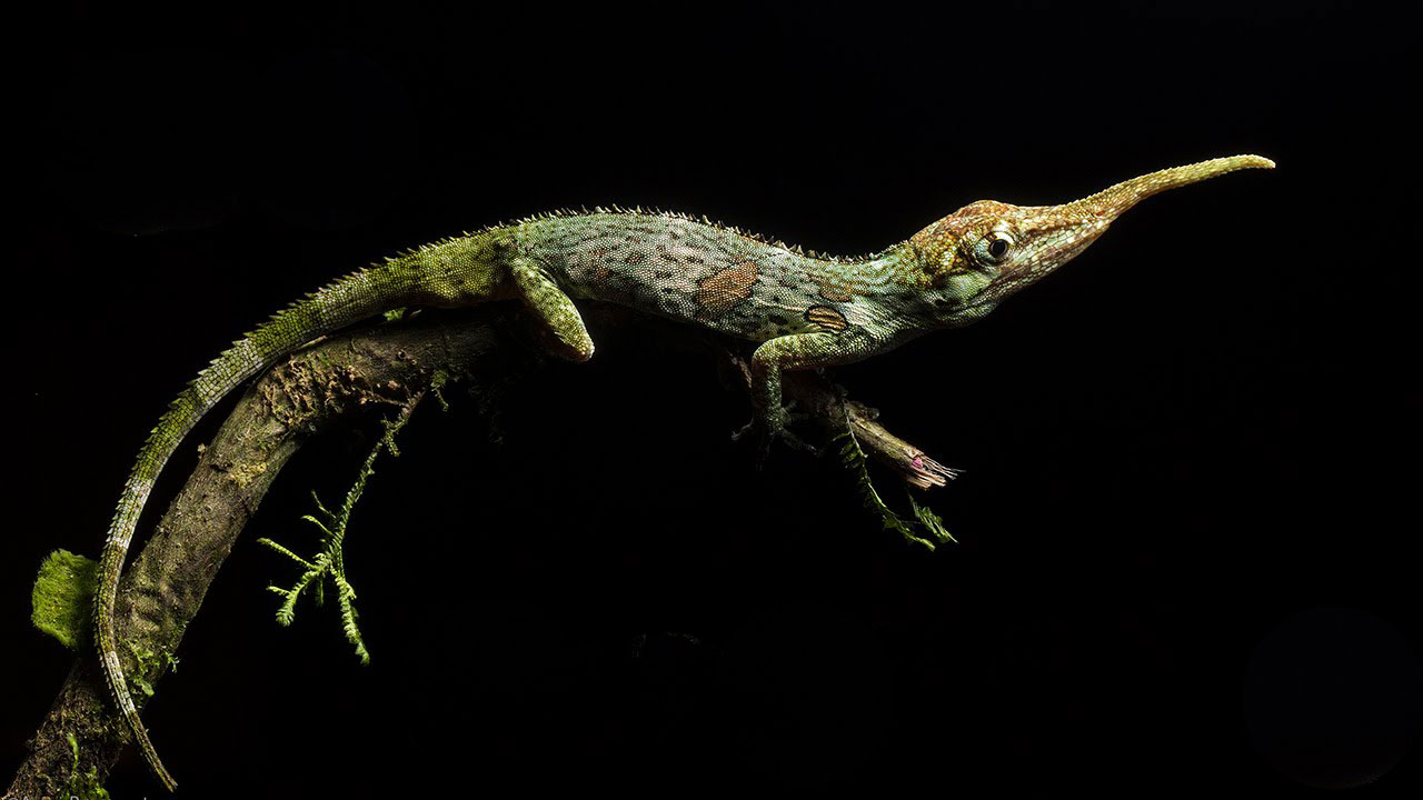 Strange and Silly Lizards | Legends of Windemere