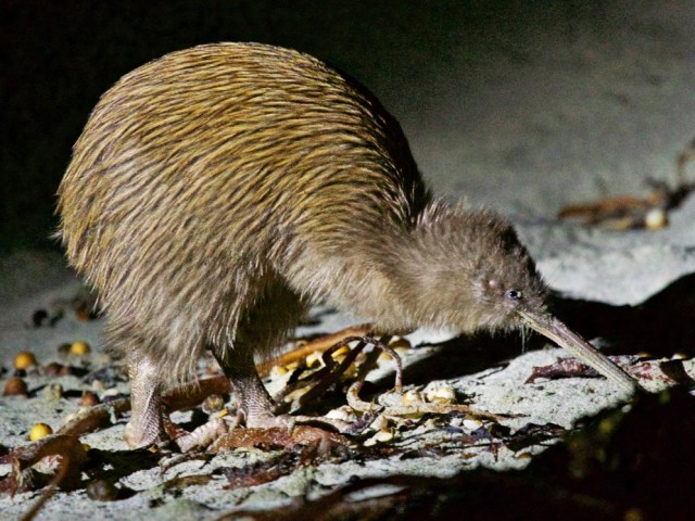 The Smallest Ratite: The Kiwi | Legends of Windemere