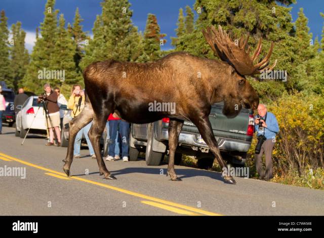 The World’s Largest Deer: The Moose | Legends of Windemere