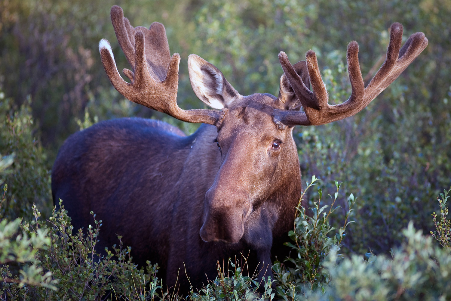 The World’s Largest Deer: The Moose | Legends of Windemere
