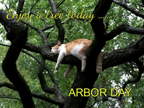Arbor Day Memes Amazon.com: Arbor Day Trees Intriguing Funny Arbor Day