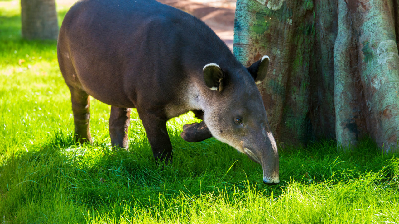The Living Fossil: Tapirs | Legends of Windemere