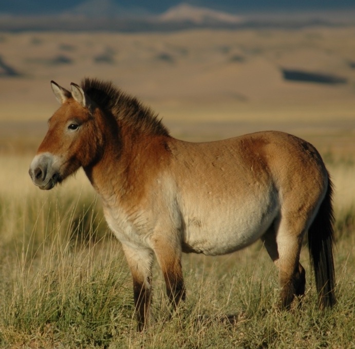 The Mongolian Wild Horse: Another Story of Reintroduction | Legends of ...