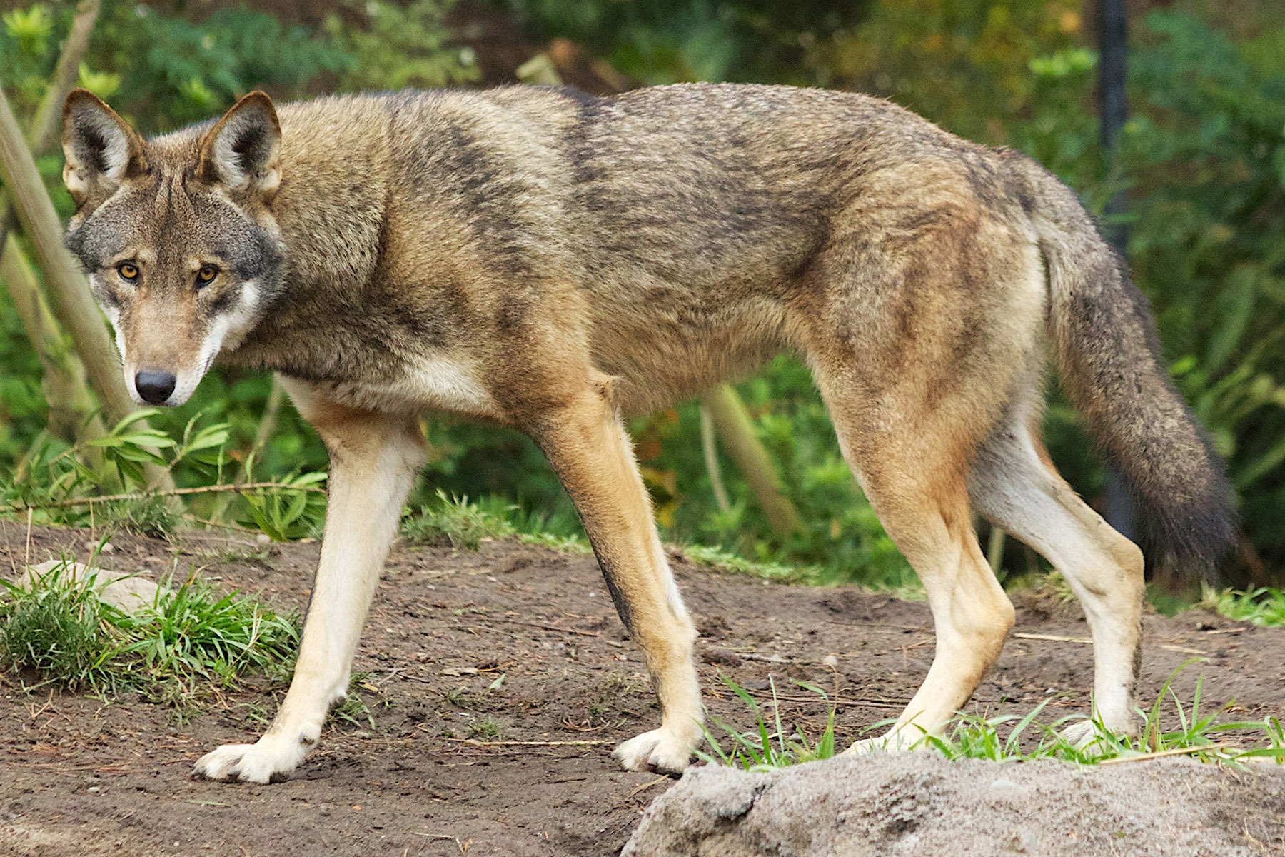 The Big, Not Really Bad Wolf | Legends of Windemere