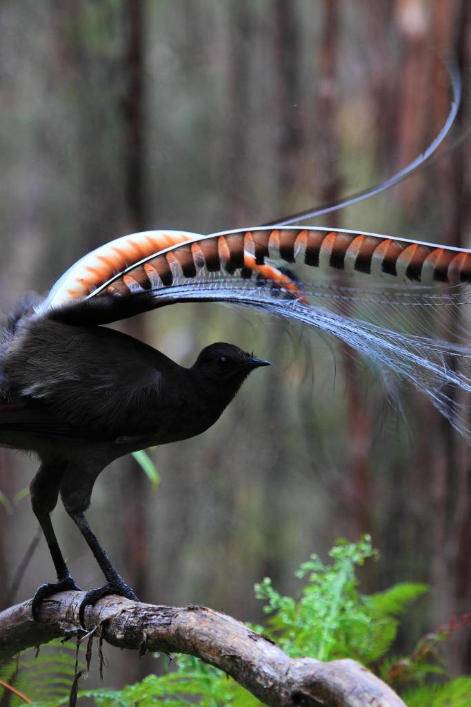 Nature’s Mimic: The Lyrebird | Legends of Windemere