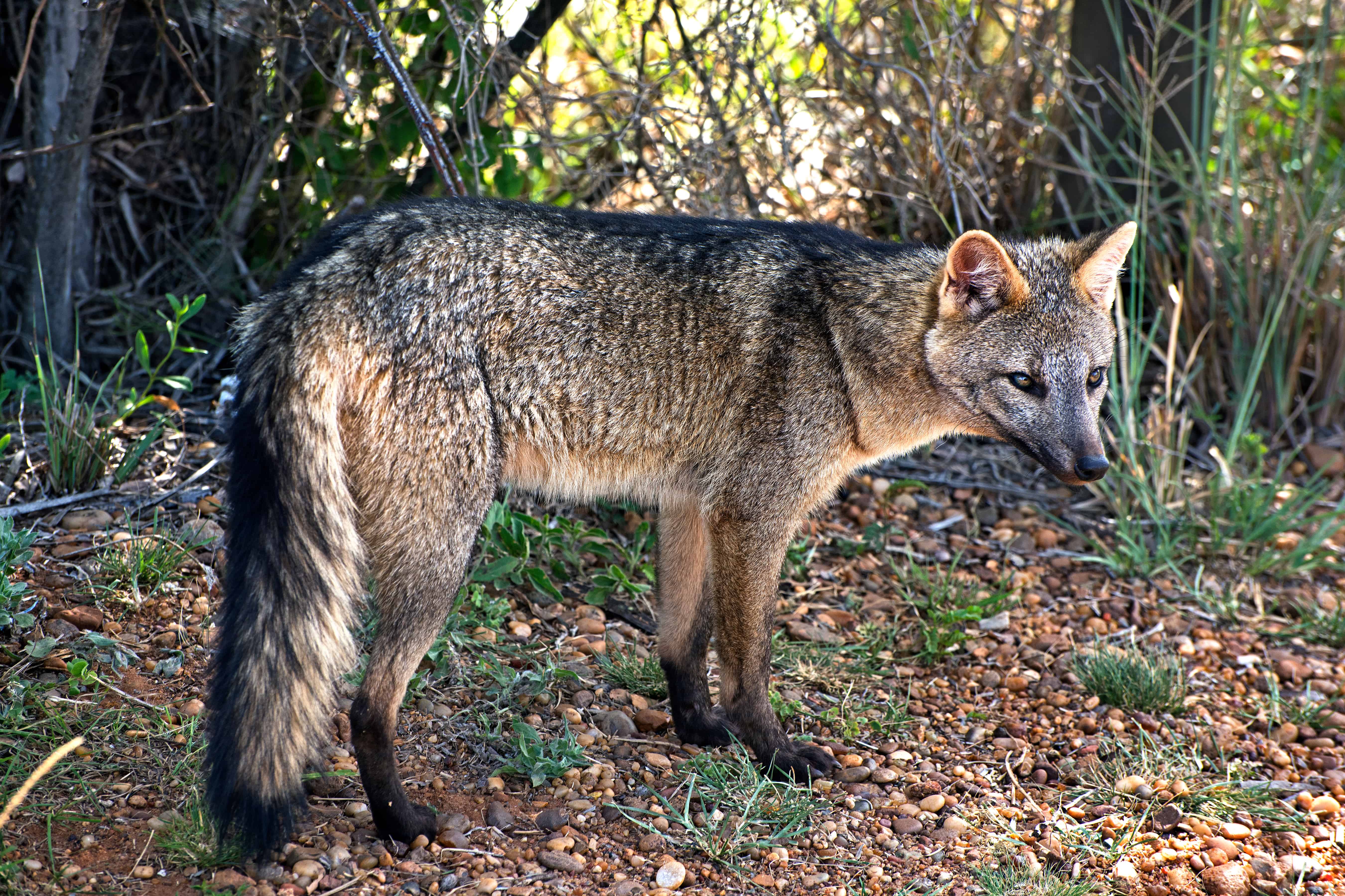 The Fabulous Foxes of Earth Part 1 | Legends of Windemere