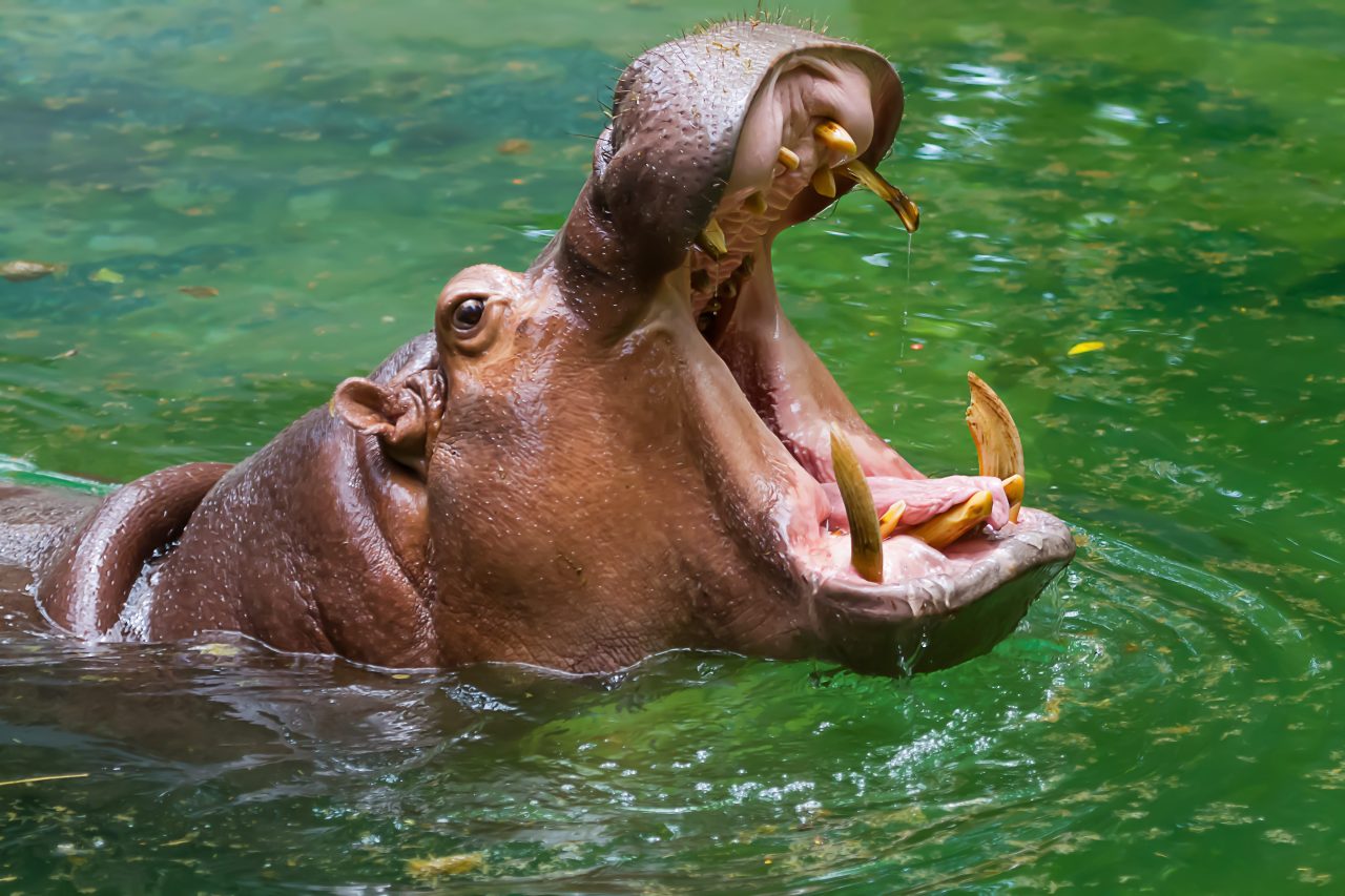 Common vs Pygmy Hippo | Legends of Windemere