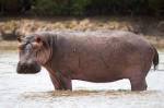 Common vs Pygmy Hippo | Legends of Windemere