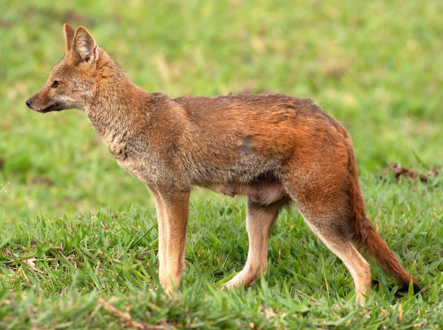 The Fabulous Foxes of Earth Part 2 | Legends of Windemere