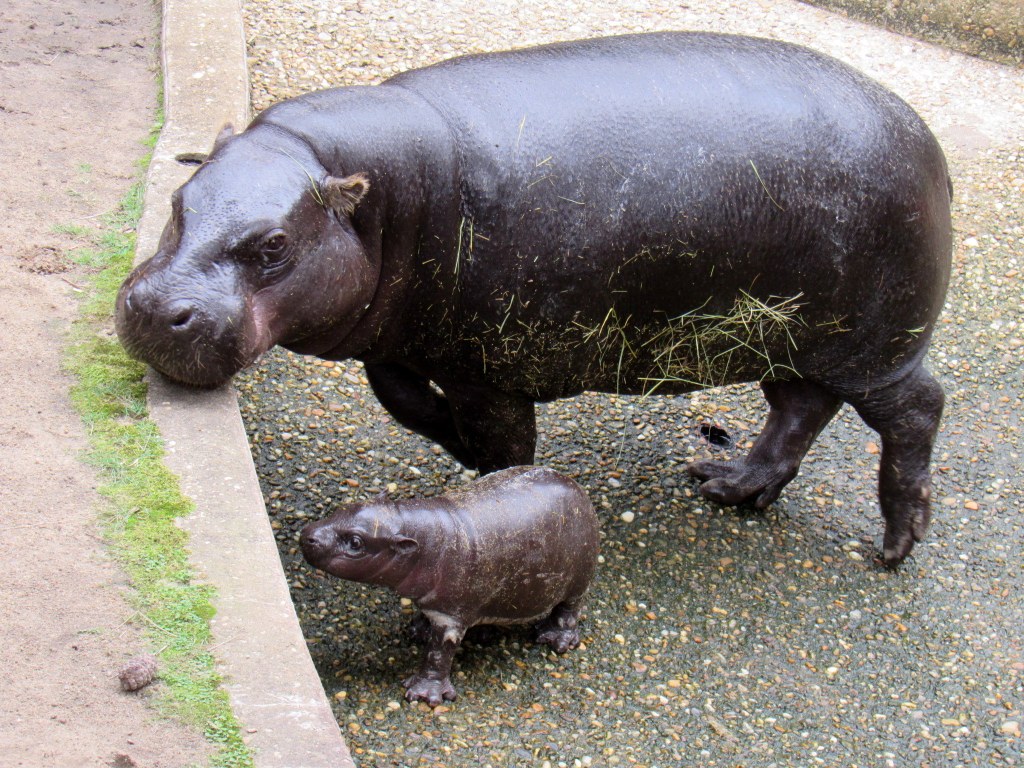 Common vs Pygmy Hippo | Legends of Windemere