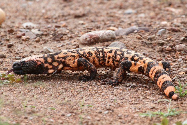 The Heloderma Family: Venomous Lizards | Legends of Windemere
