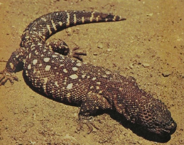 The Heloderma Family: Venomous Lizards | Legends of Windemere