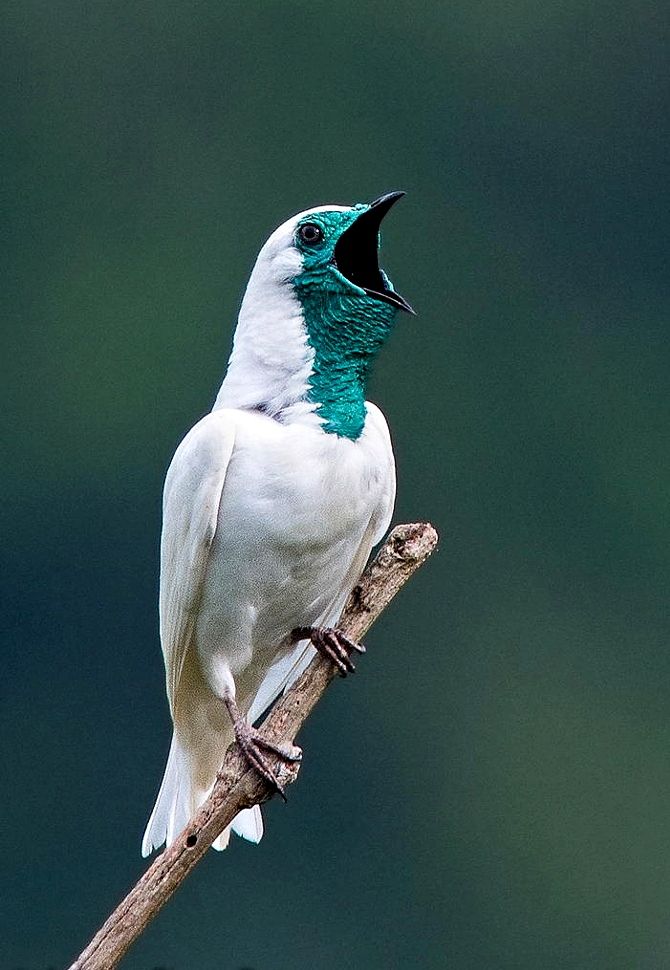 The Four Neotropical Bellbirds | Legends of Windemere