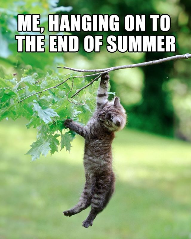 End of Summer Memes | Legends of Windemere