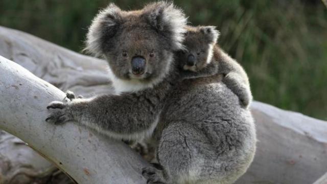 Eucalyptus-Munching and Adorable: The Koala | Legends of Windemere