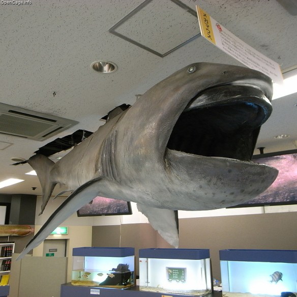 Rarest Shark Ever Seen In History