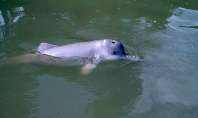 The Baiji or Yangtze River Dolphin | Legends of Windemere