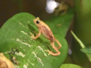 Tale of the Kihansi Spray Toad | Legends of Windemere