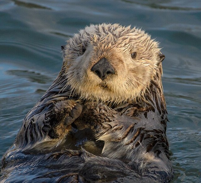 Sea Otter Awareness Week | Legends of Windemere