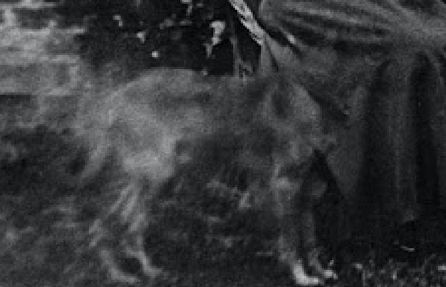 Ghost Month: Ghost Animals | Legends of Windemere