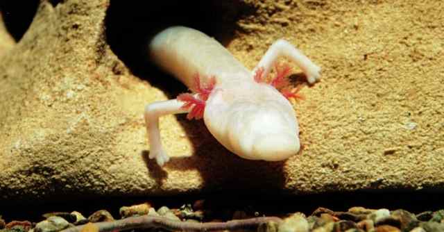 The Olm a.k.a. The Human Fish | Legends of Windemere