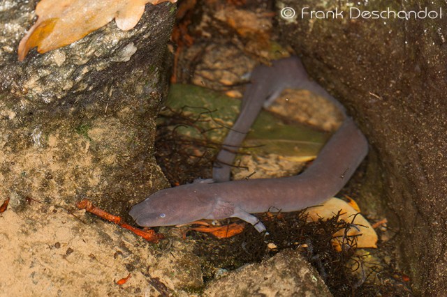 The Olm a.k.a. The Human Fish | Legends of Windemere