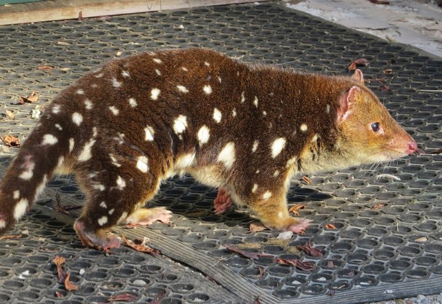 The Quoll: A Glowing Marsupial? | Legends of Windemere