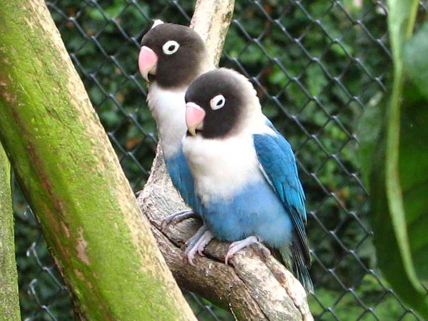 Xanthism and Other Pigmentation Disorders | Legends of Windemere